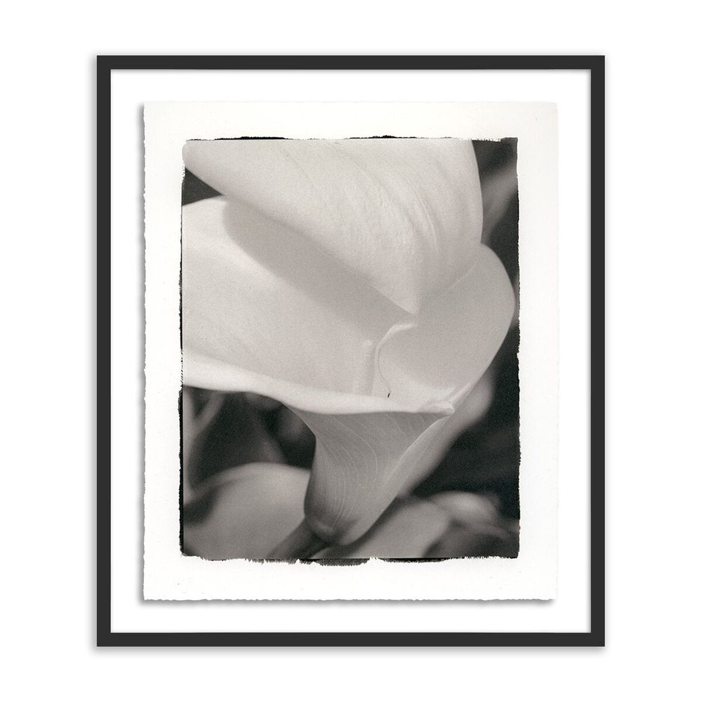 Calla Lily By Platinum Revival - 41"X48" - Black Maple – France & Son